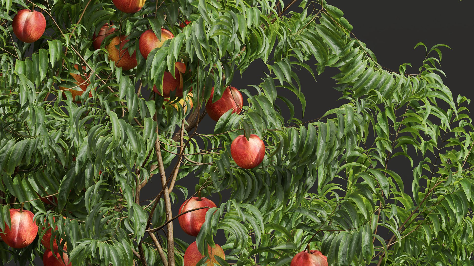 3D Amygdalus Persica Peach And Armeniaca Vulgaris Prunus-fruit Trees ...
