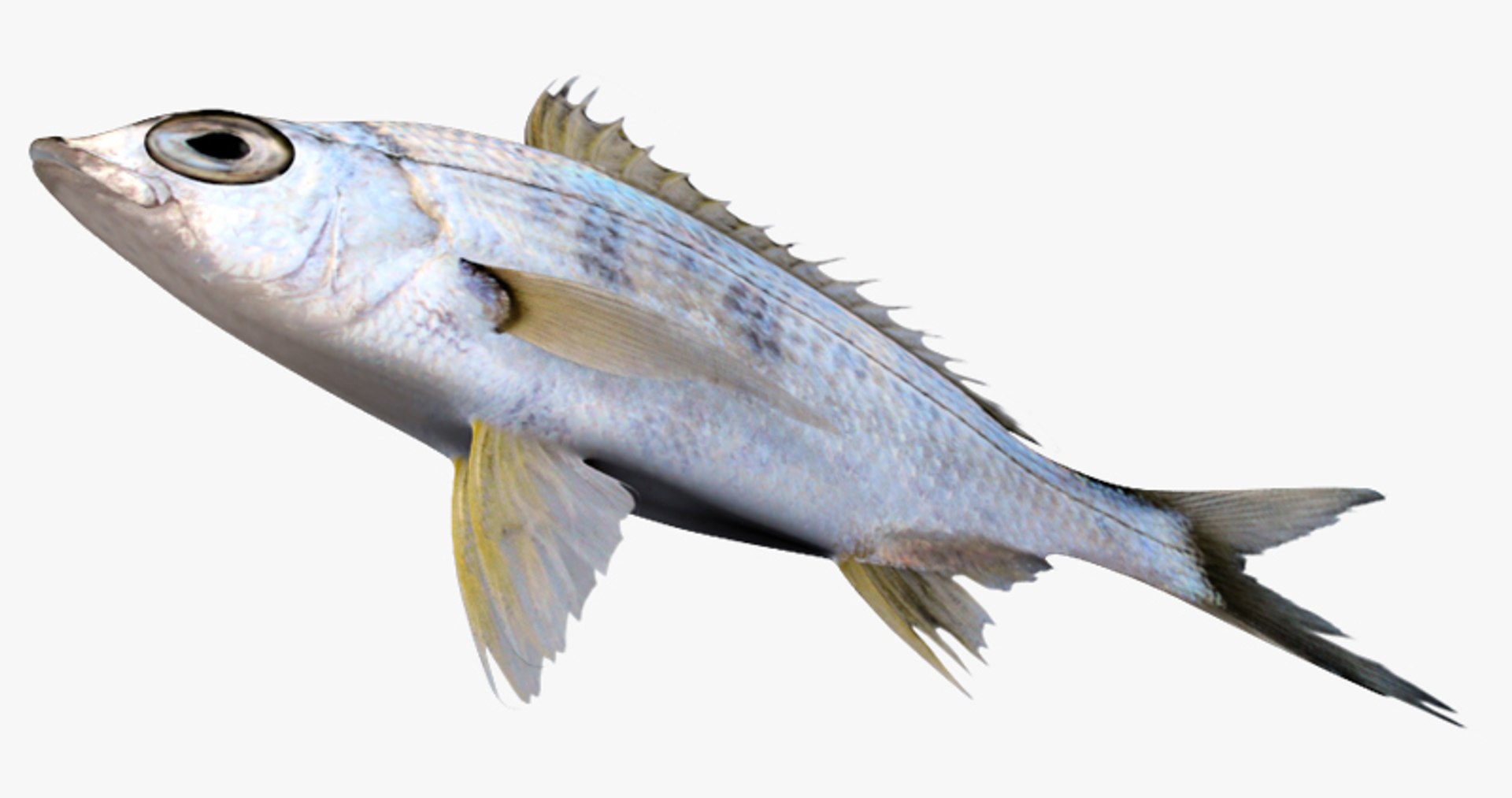 3d Model Yellowfin Mojarra