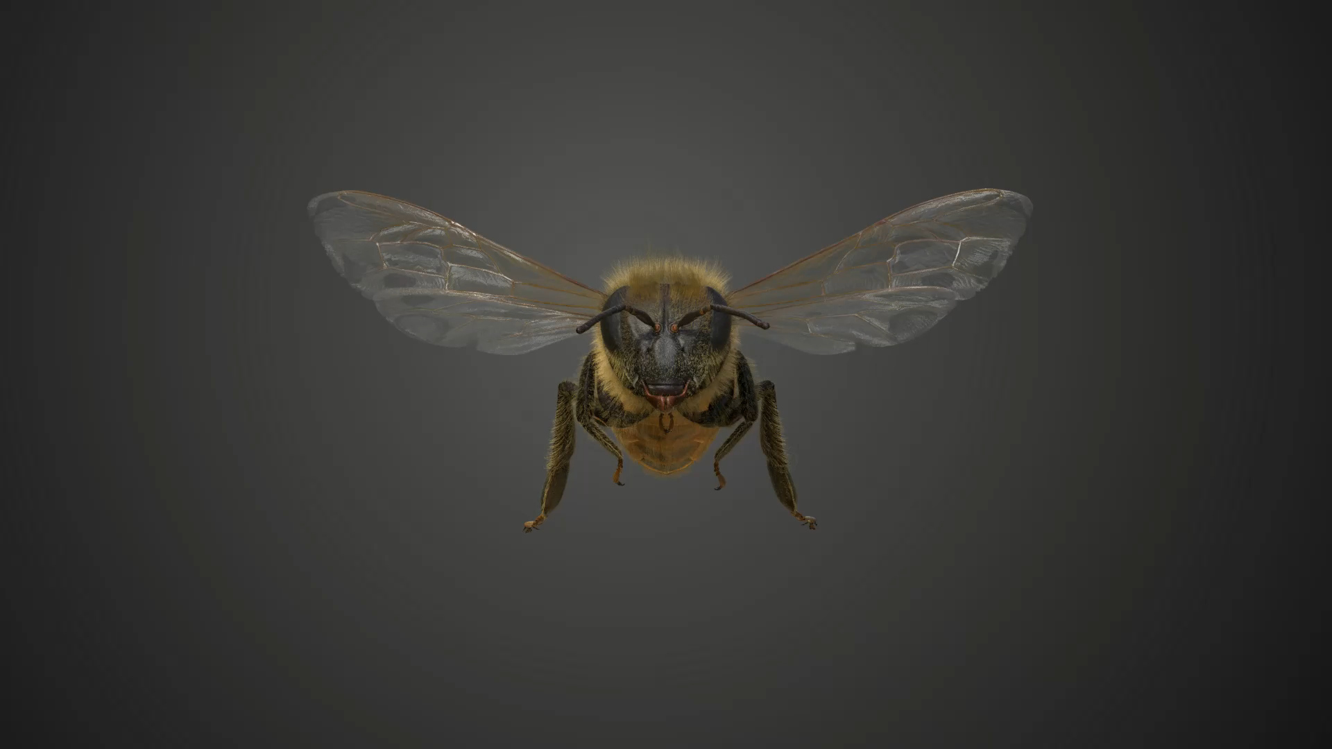 Honey Bee Animated 3D - TurboSquid 1972520