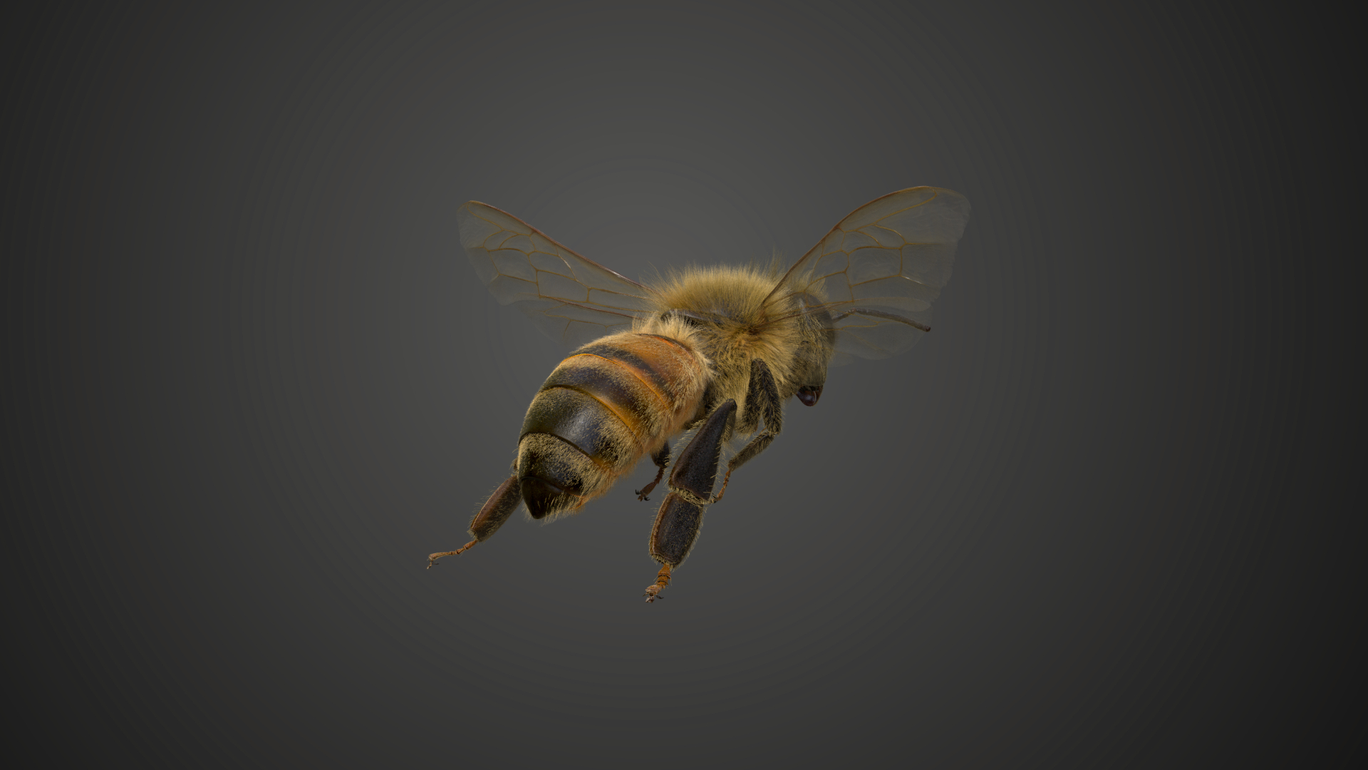 Honey bee Animated 3D - TurboSquid 1972520