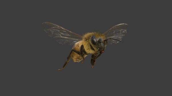 Honey bee Animated 3D - TurboSquid 1972520