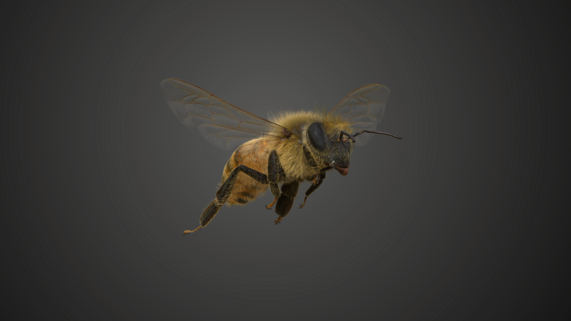 Honey bee Animated 3D - TurboSquid 1972520