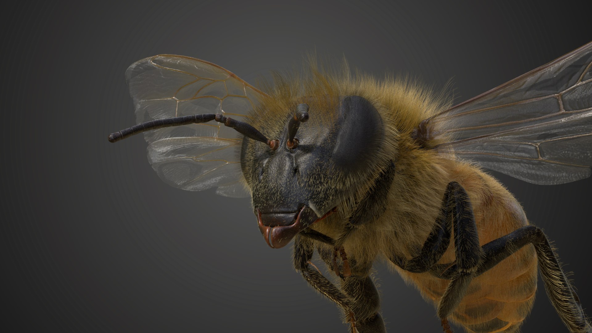 Honey Bee Animated 3D - TurboSquid 1972520