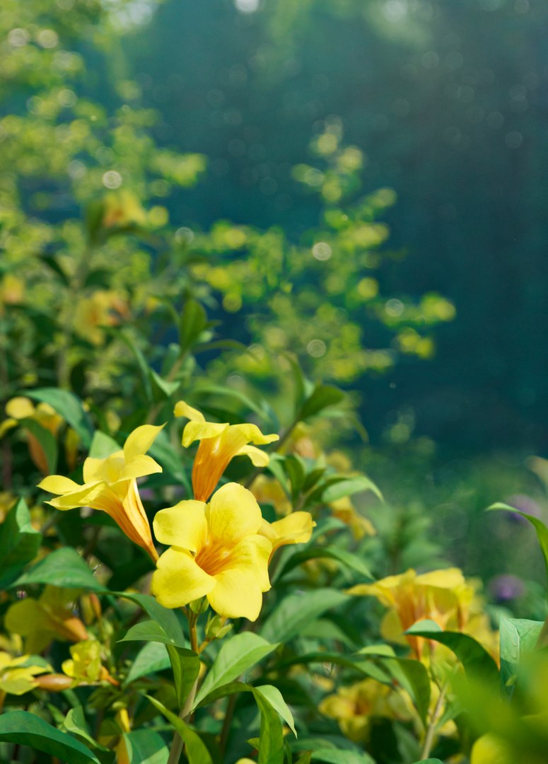 Yellow Allamanda Golden Trumpet 3D Flower 3D - TurboSquid 2068028