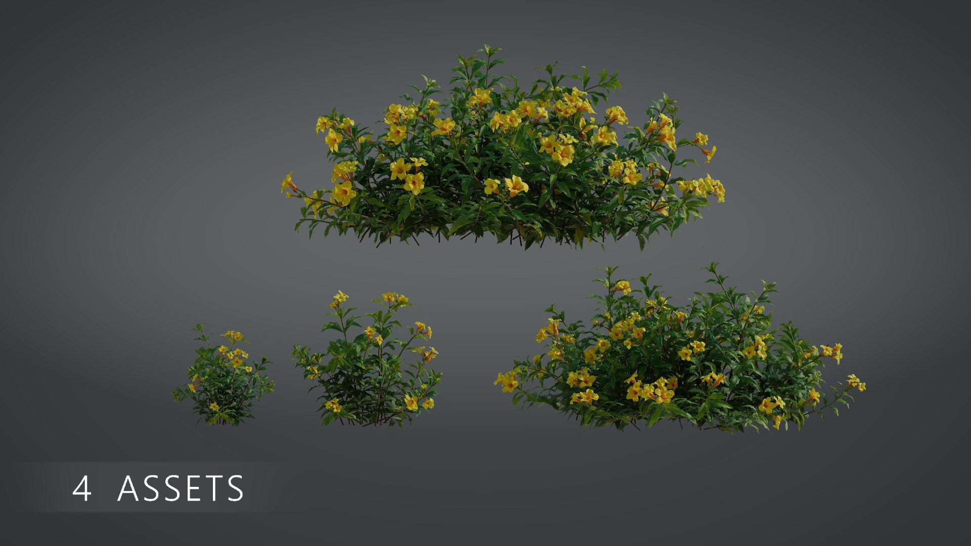 Yellow Allamanda Golden Trumpet 3D Flower 3D - TurboSquid 2068028