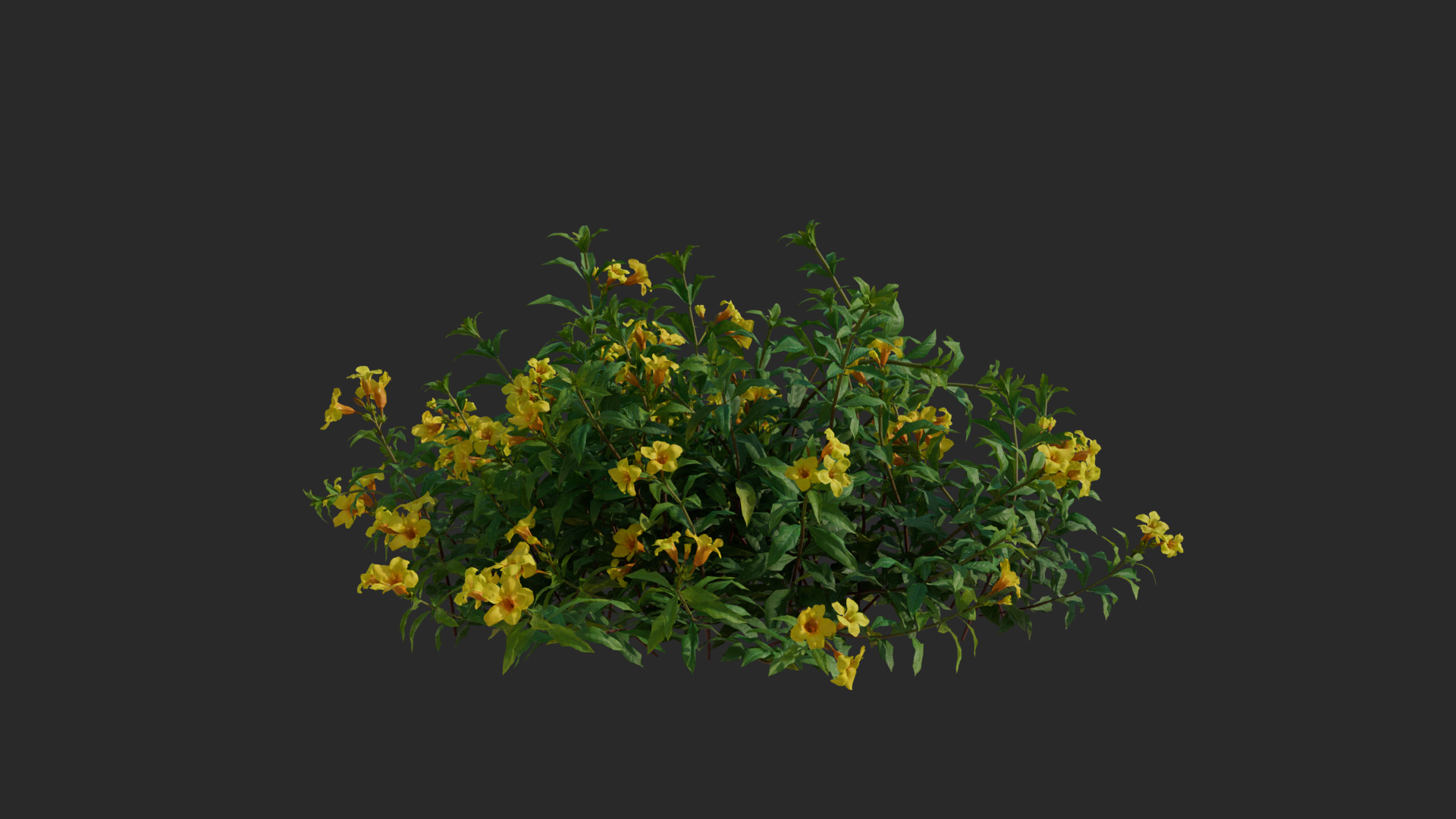 Yellow Allamanda Golden Trumpet 3D Flower 3D - TurboSquid 2068028