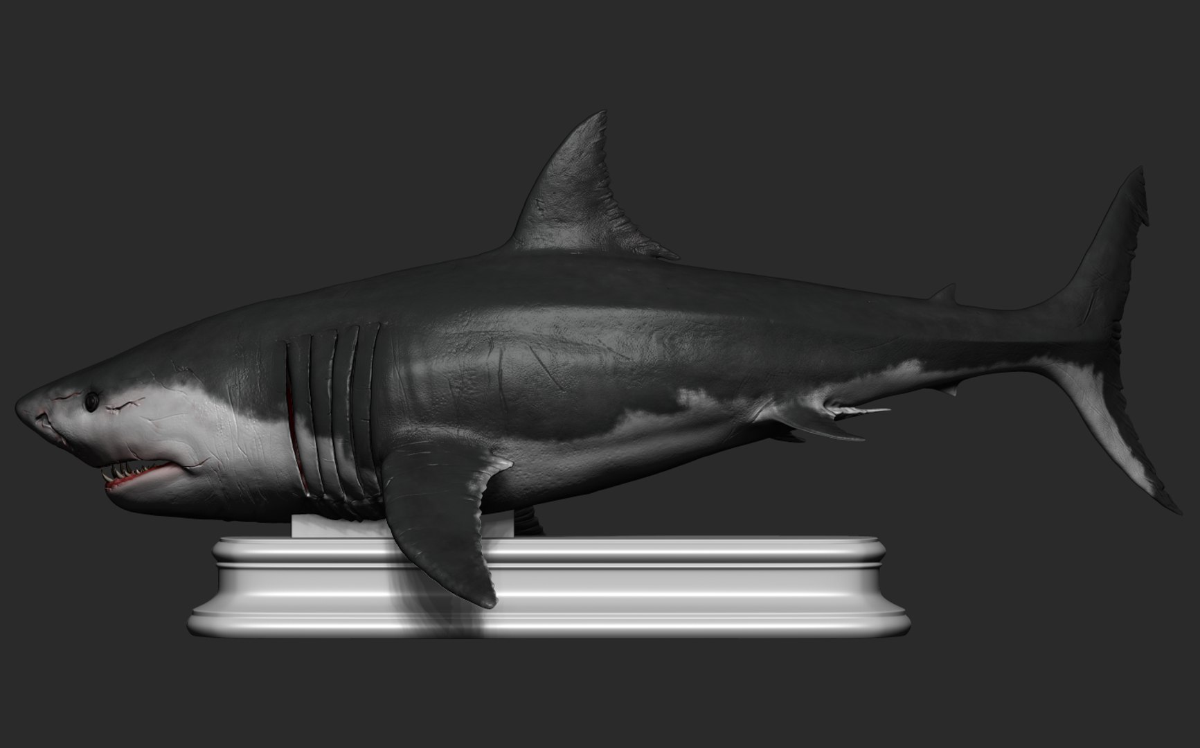 White Shark Model - TurboSquid 2008459