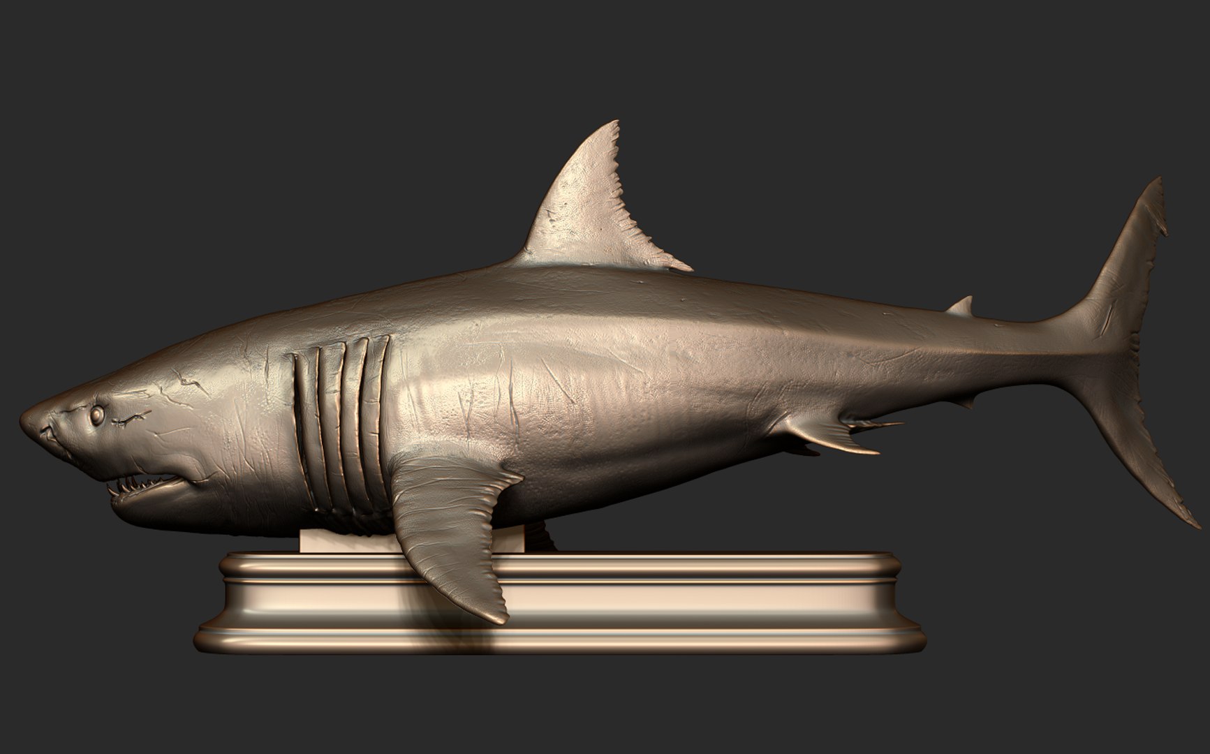 White Shark Model - TurboSquid 2008459