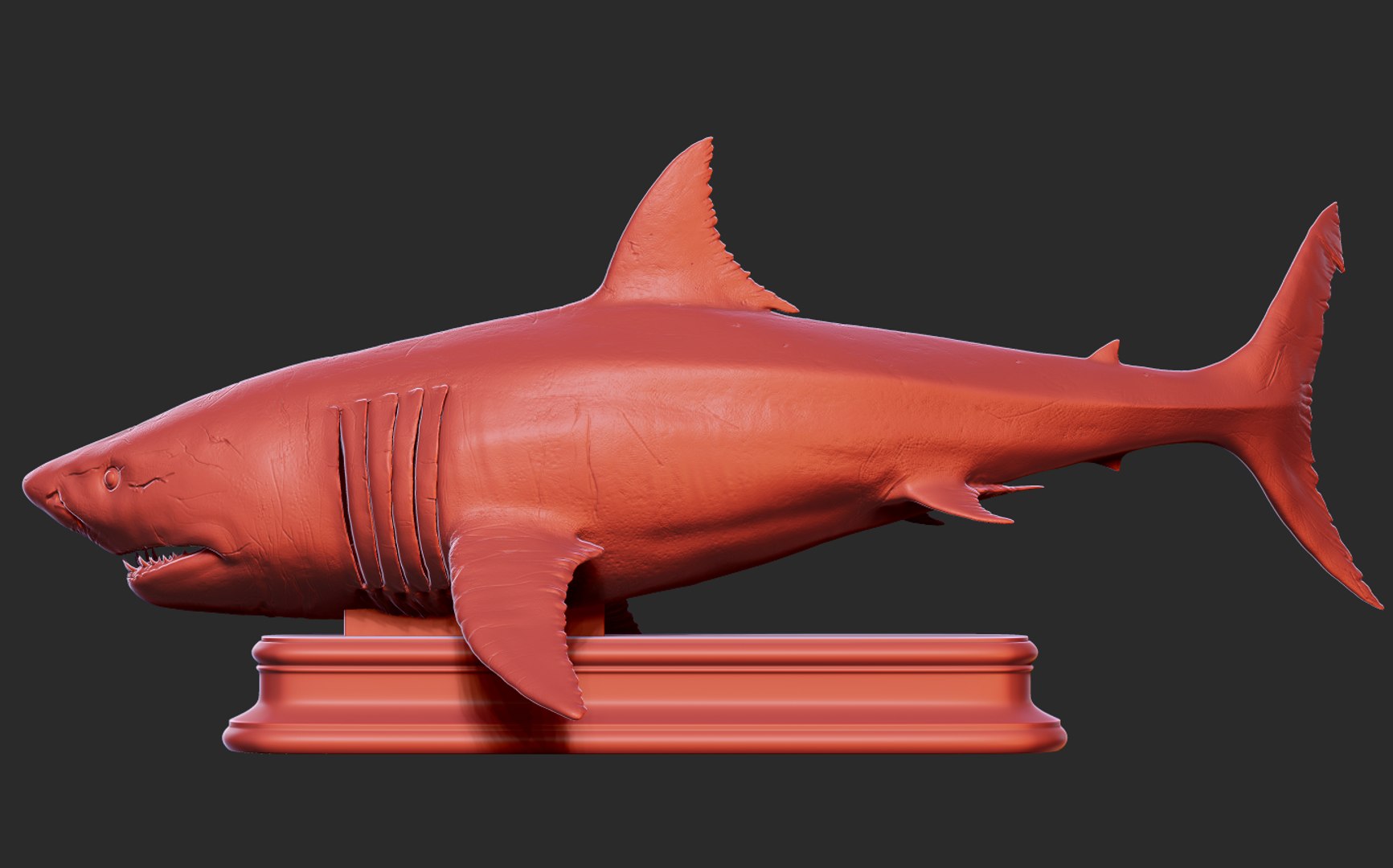 White Shark Model - TurboSquid 2008459