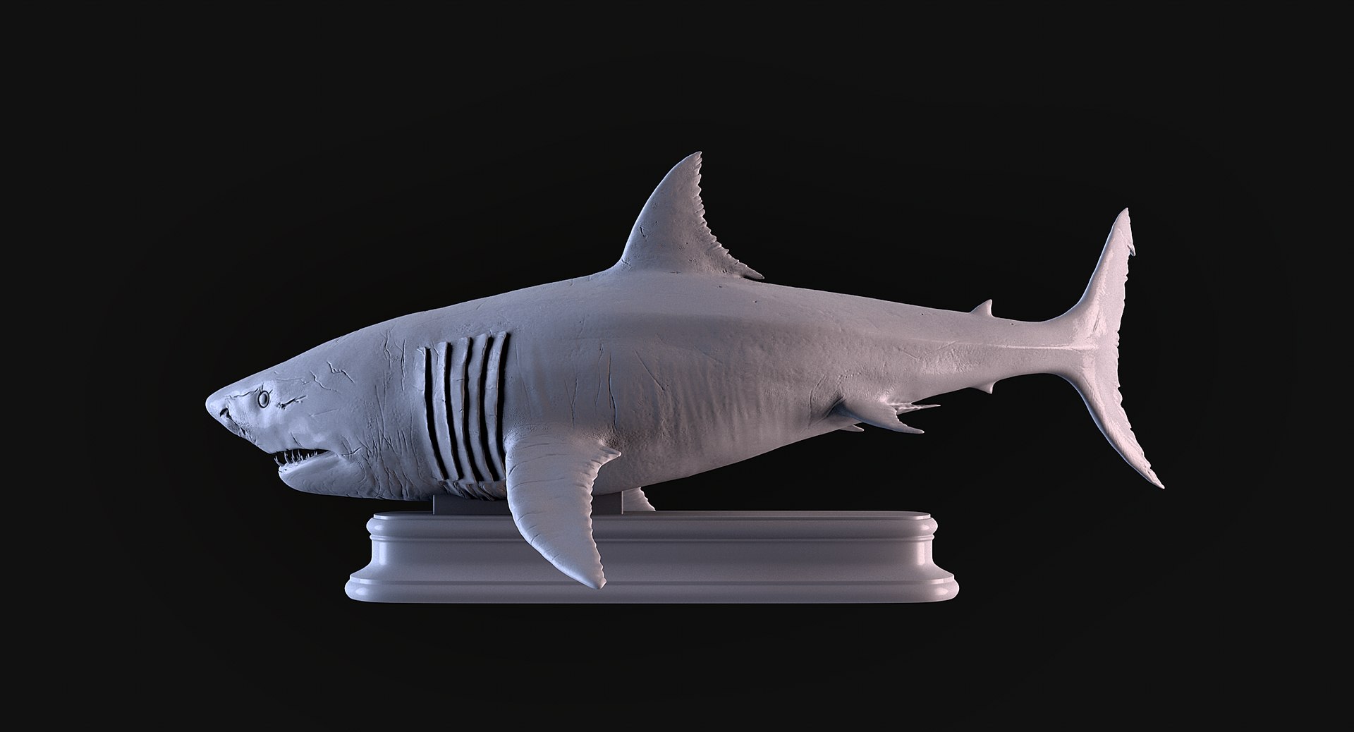 White Shark Model - TurboSquid 2008459
