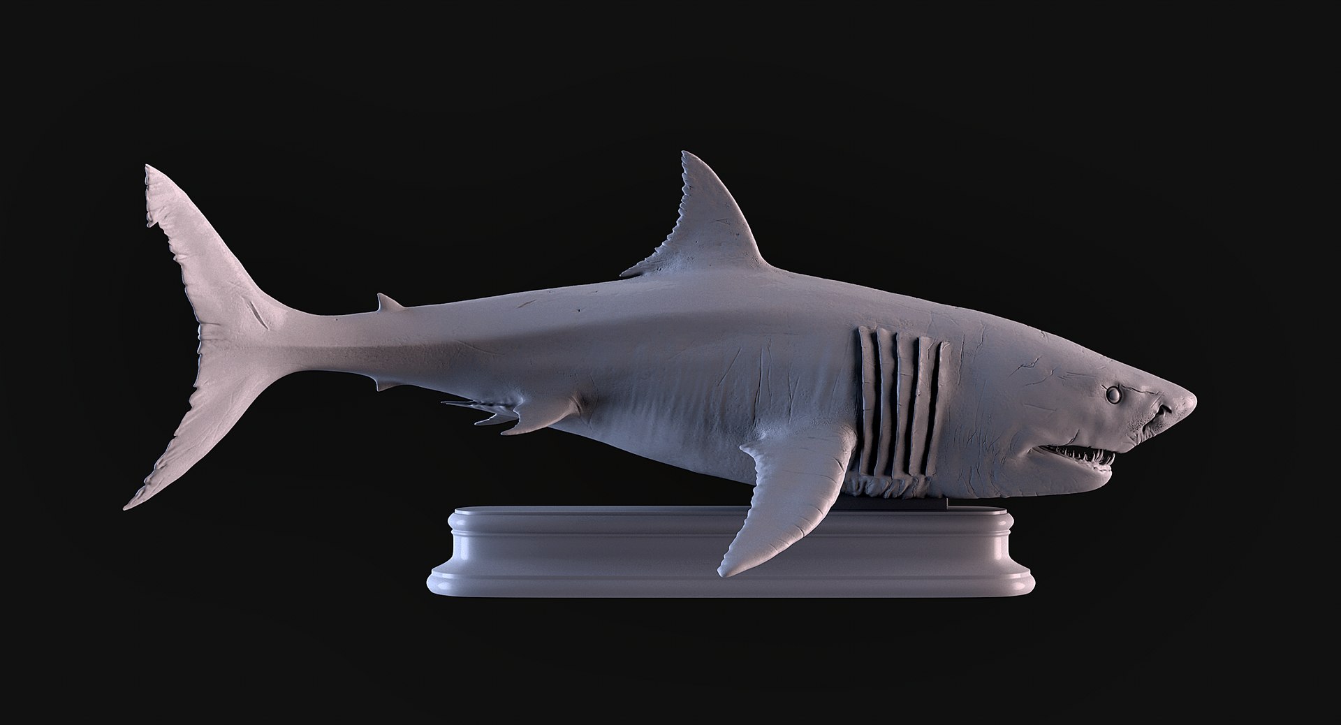 White Shark Model - TurboSquid 2008459