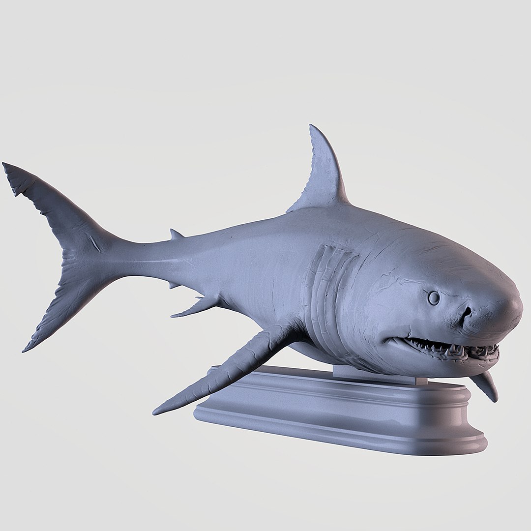 White Shark Model - TurboSquid 2008459