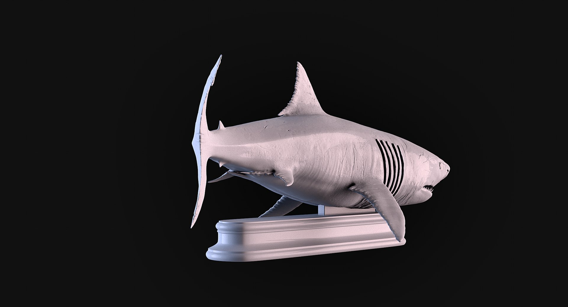 White Shark Model - TurboSquid 2008459