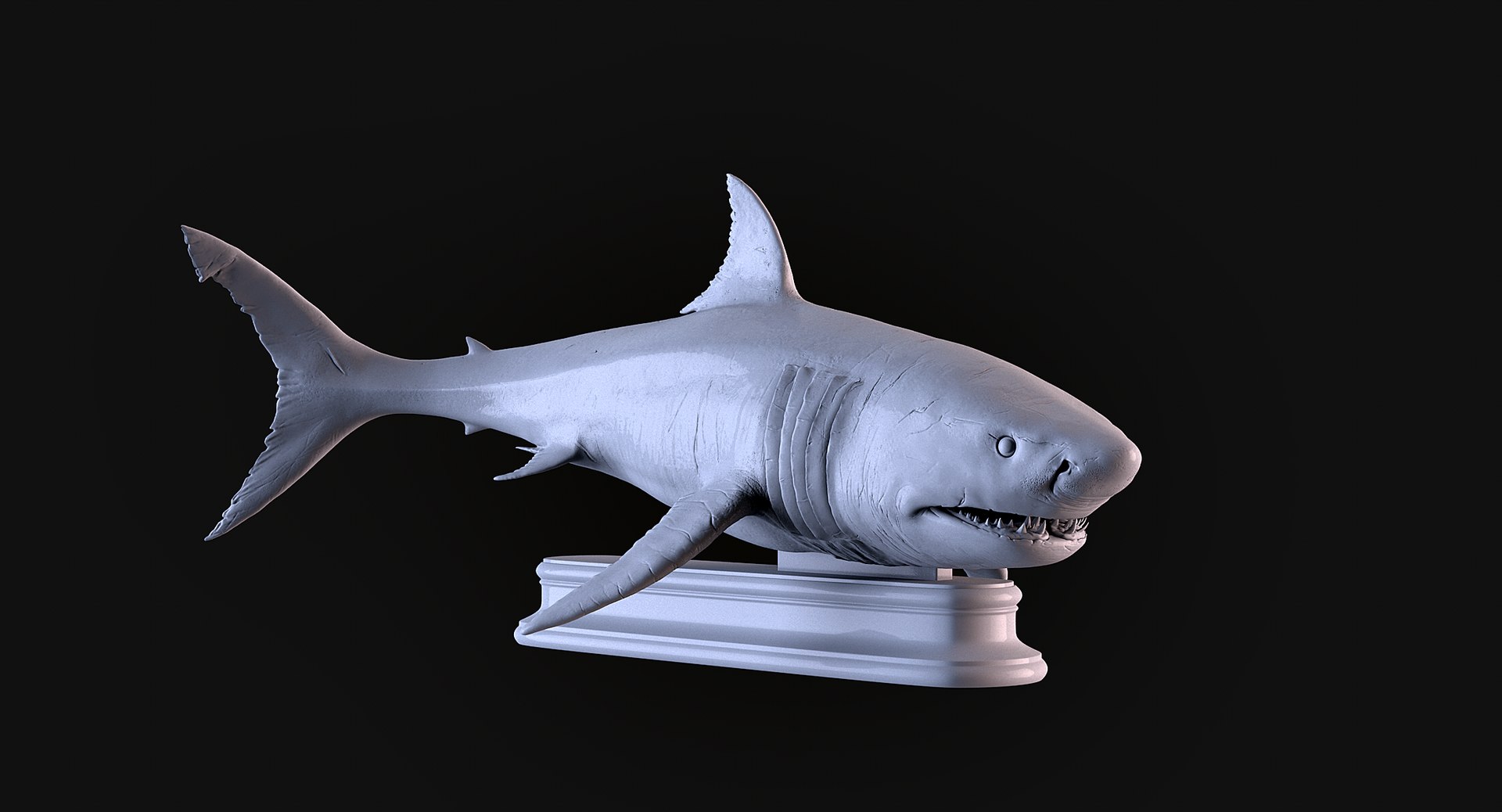 White Shark Model - TurboSquid 2008459