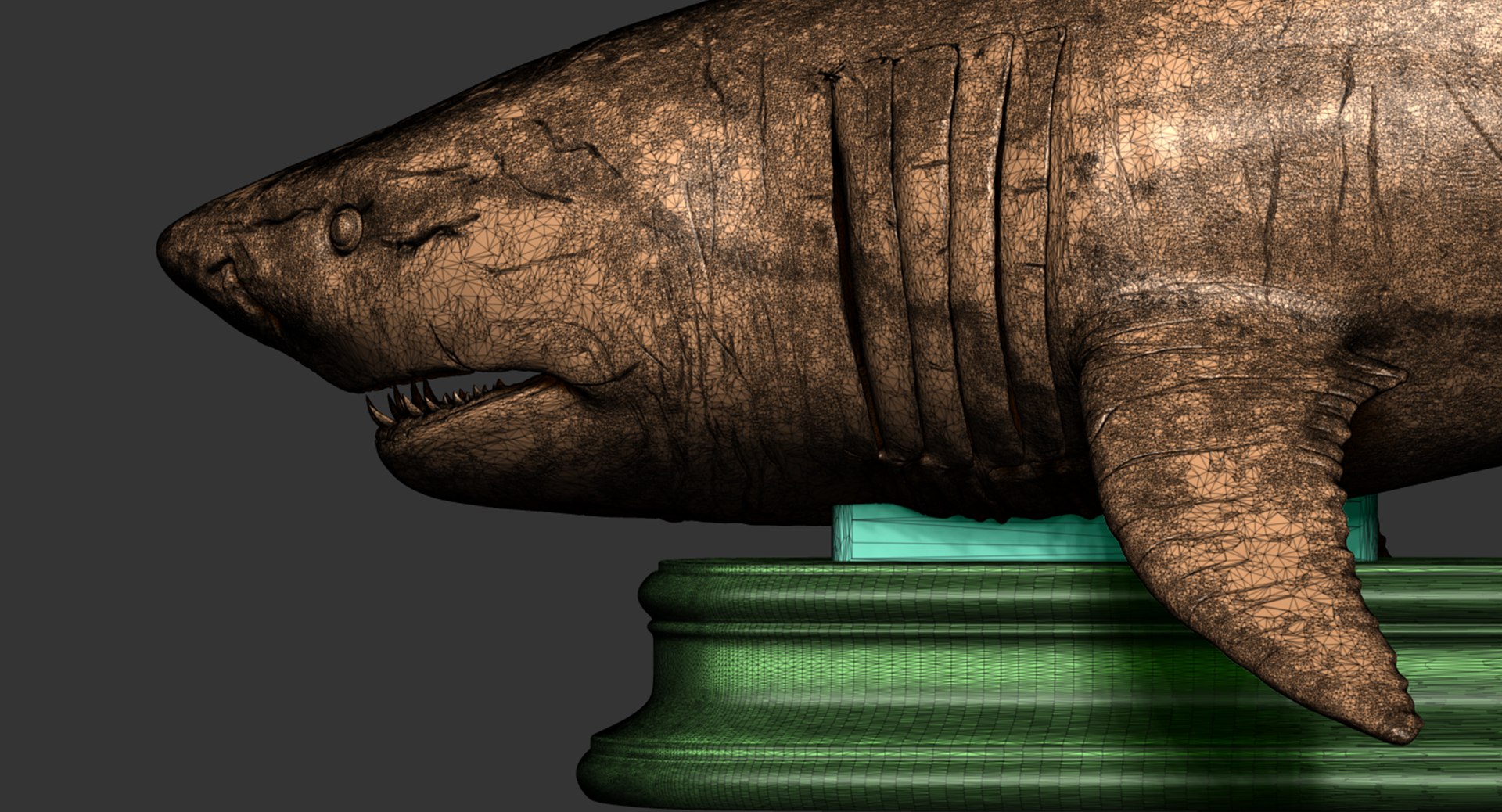 White Shark Model - TurboSquid 2008459