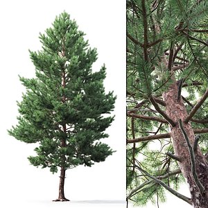 Pine Tree 3D Models for Download | TurboSquid