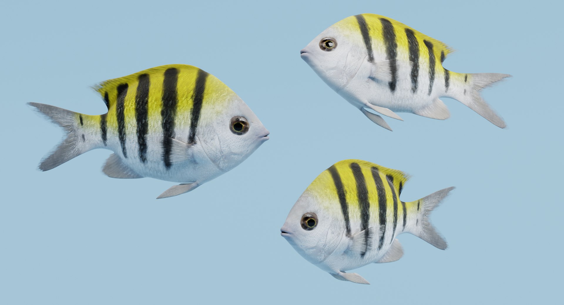 3D Sergeant Major Fish Model - TurboSquid 1244945