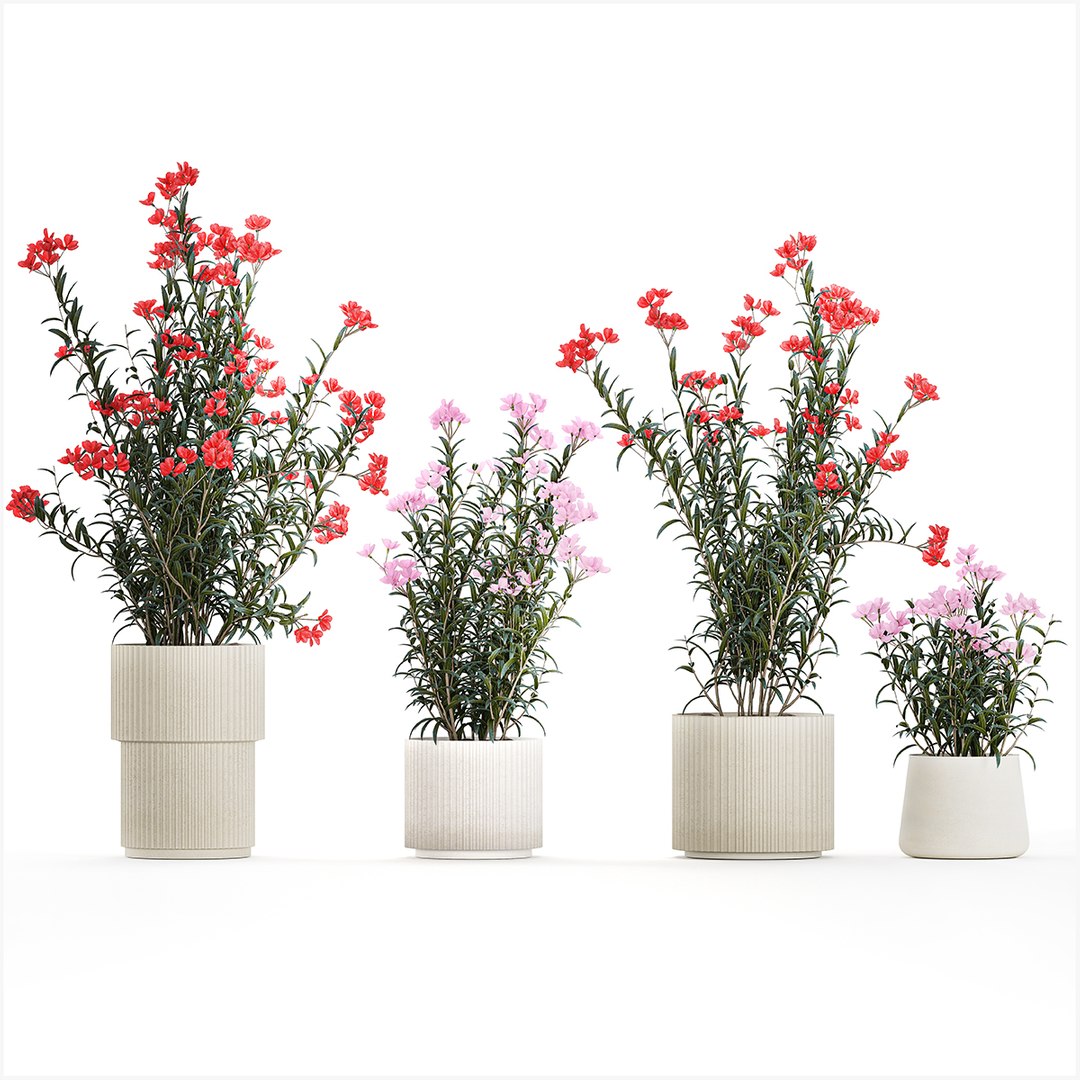 3D model Beautiful plants with pink Nerium oleander flowers in pots ...