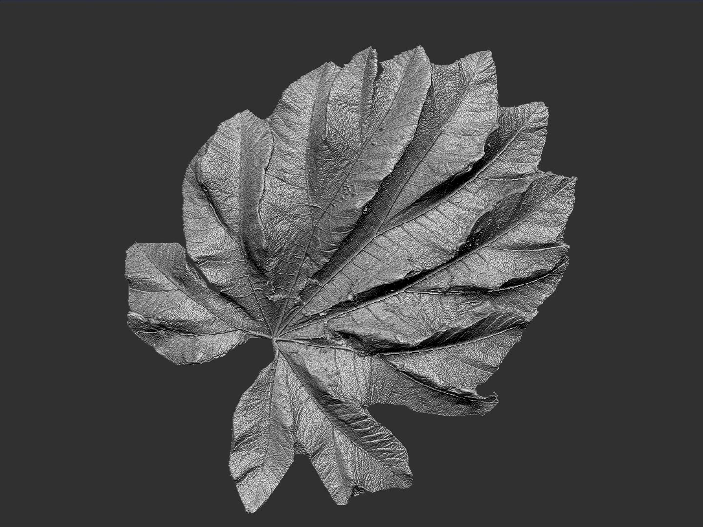 3D model tropical leaf | 1144371 | TurboSquid