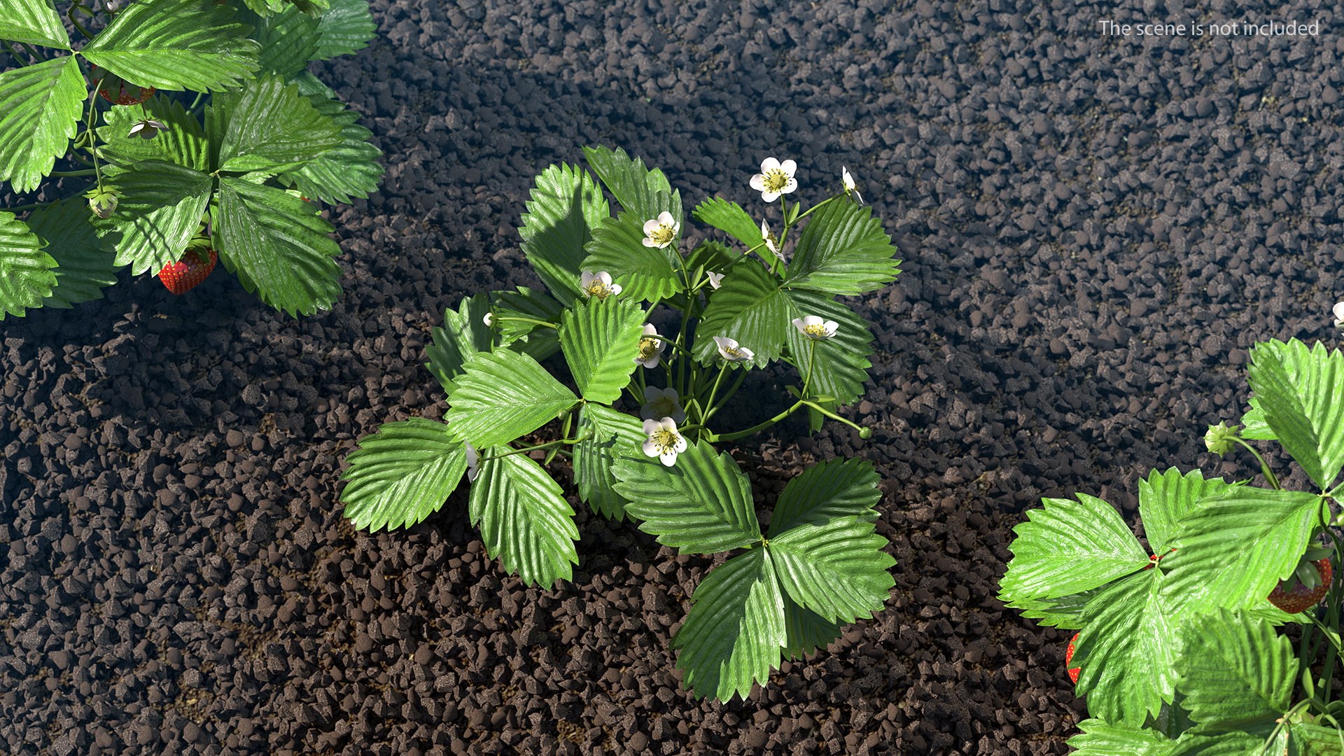 3D Model Garden Strawberry Plant Flowers - TurboSquid 1623338