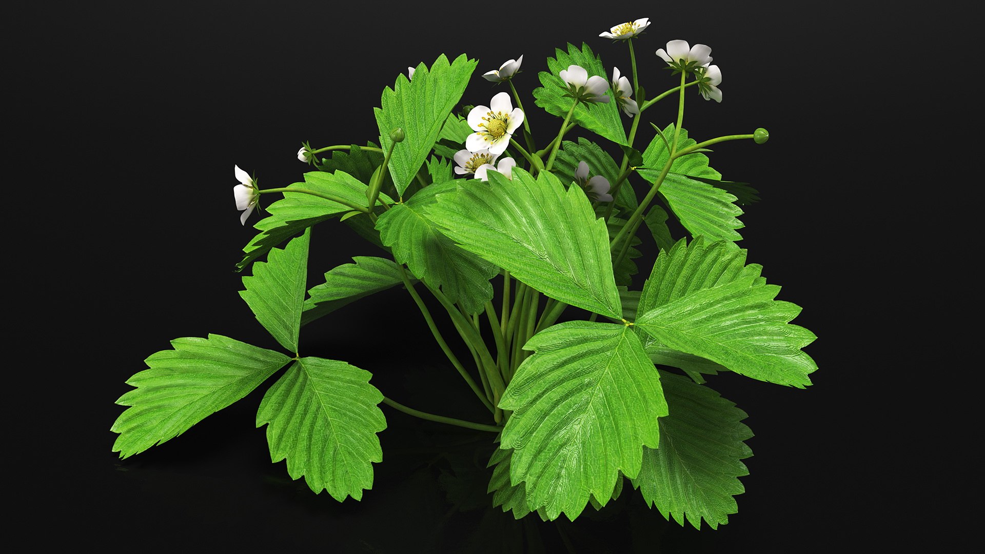 3D Model Garden Strawberry Plant Flowers - TurboSquid 1623338