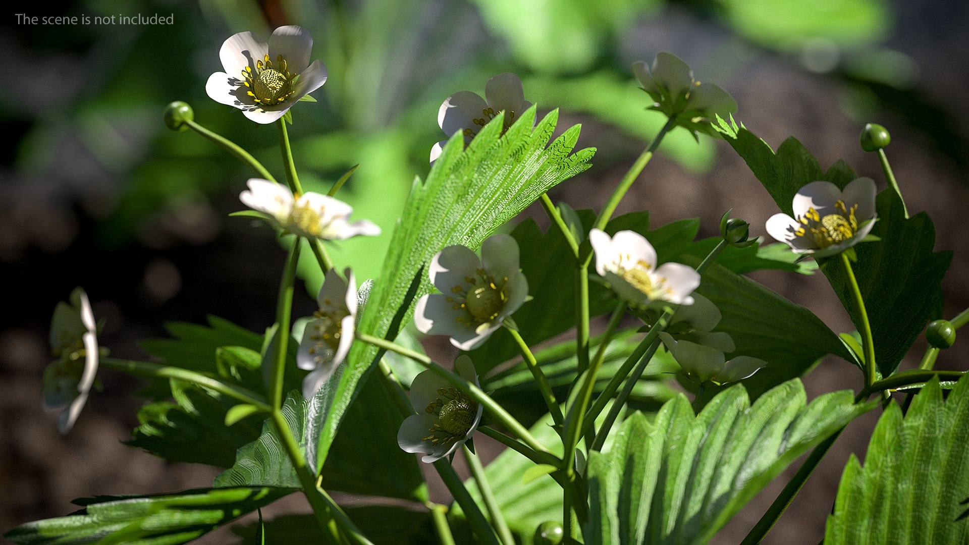 3D Model Garden Strawberry Plant Flowers - TurboSquid 1623338
