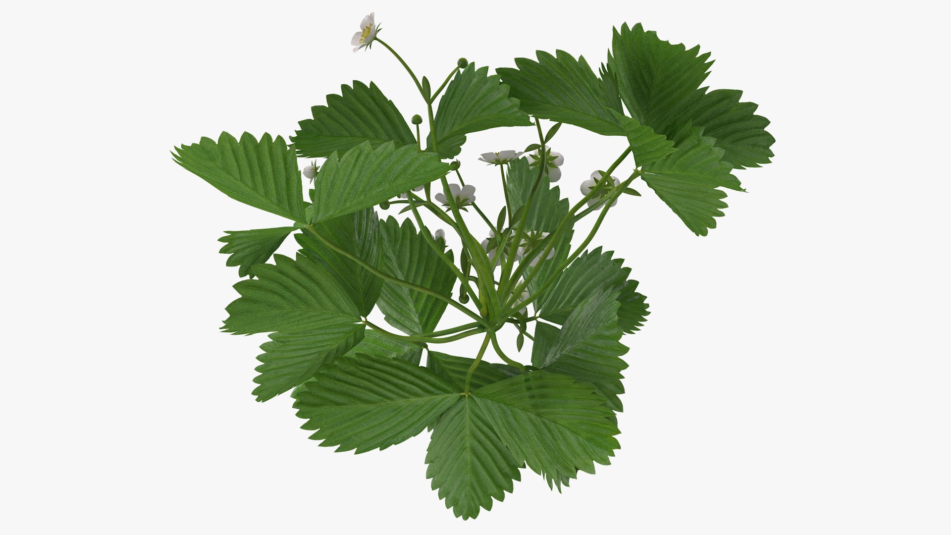 3D model garden strawberry plant flowers - TurboSquid 1623338