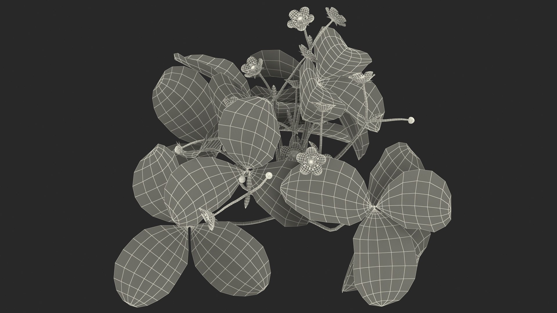 3D Model Garden Strawberry Plant Flowers - TurboSquid 1623338