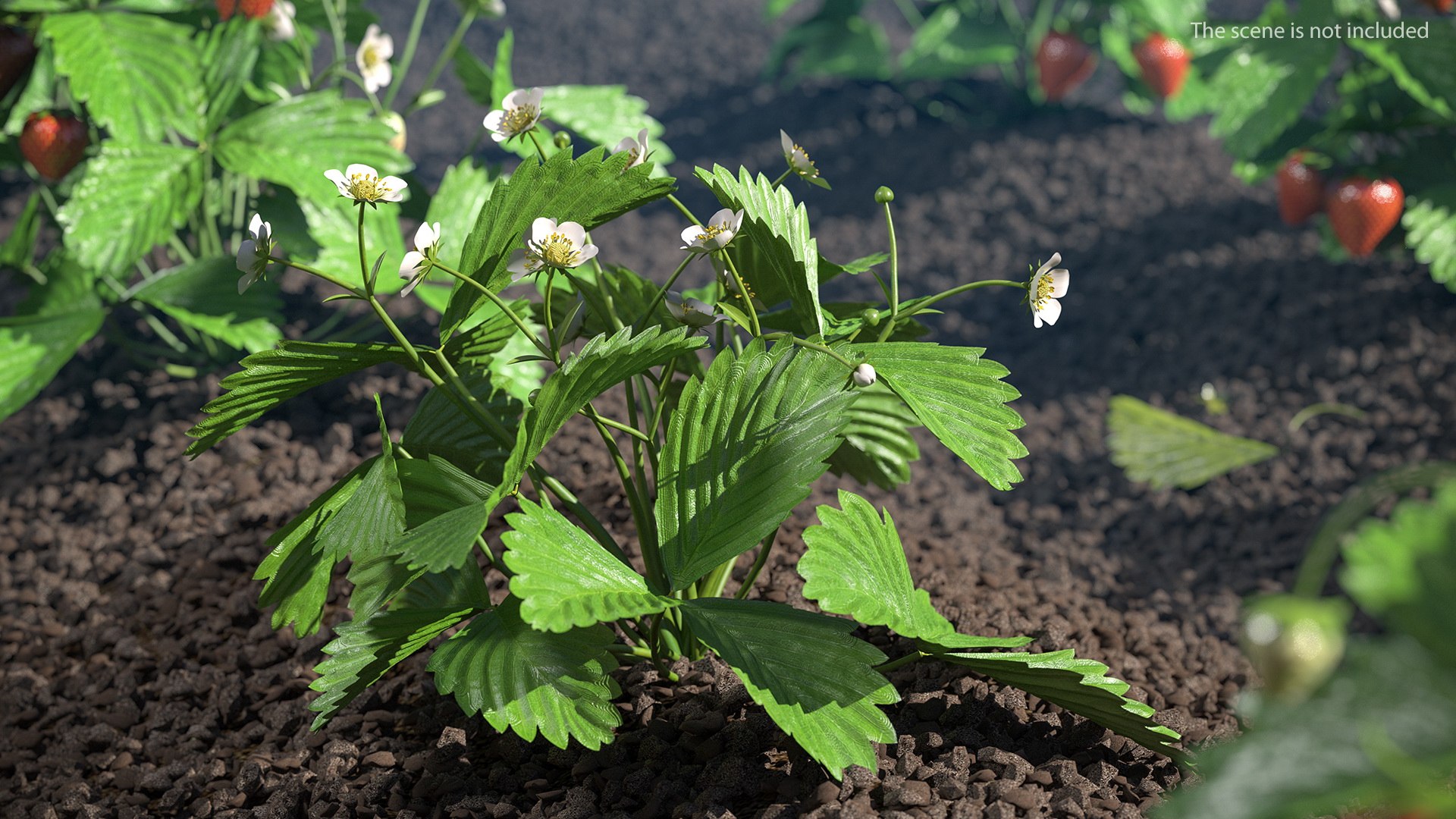 3D Model Garden Strawberry Plant Flowers - TurboSquid 1623338