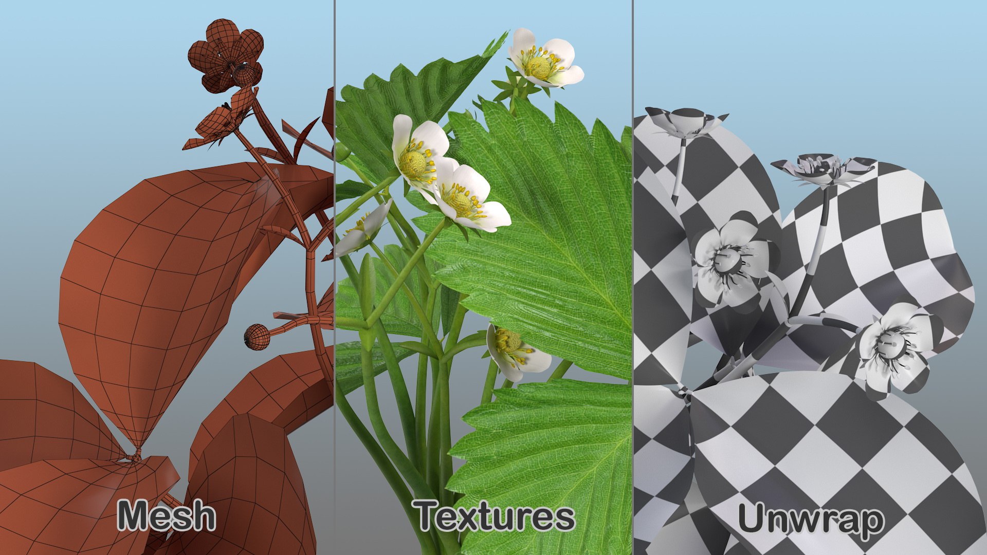 3D model garden strawberry plant flowers - TurboSquid 1623338