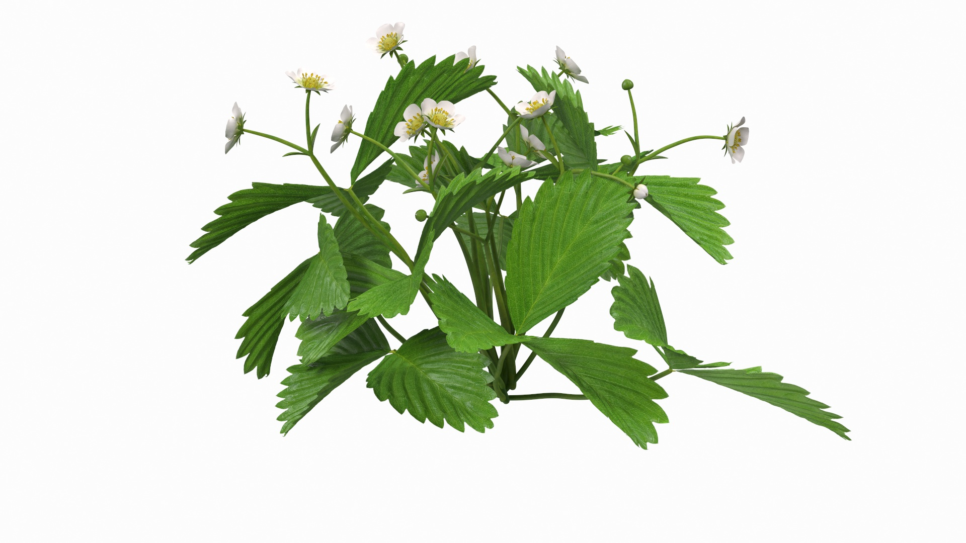 3D Model Garden Strawberry Plant Flowers - TurboSquid 1623338