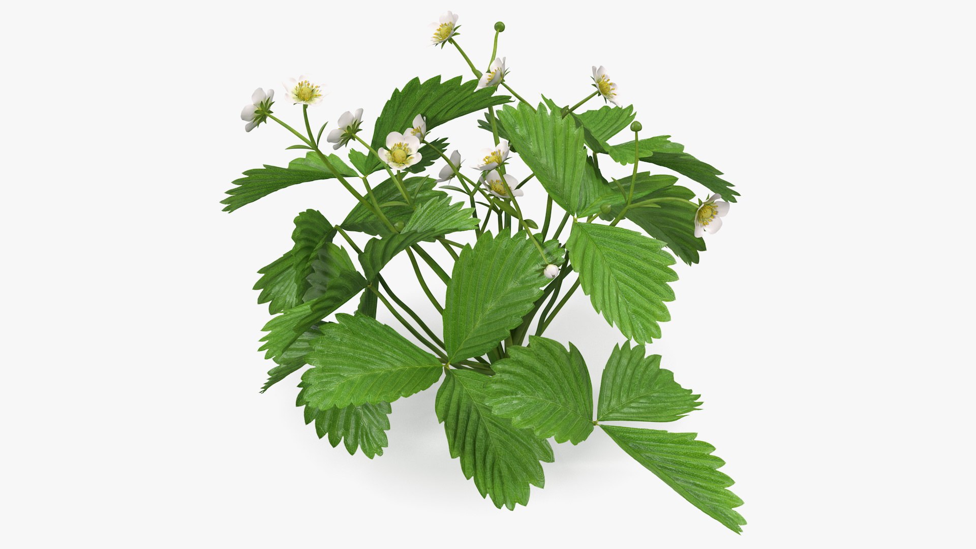 3D model garden strawberry plant flowers - TurboSquid 1623338