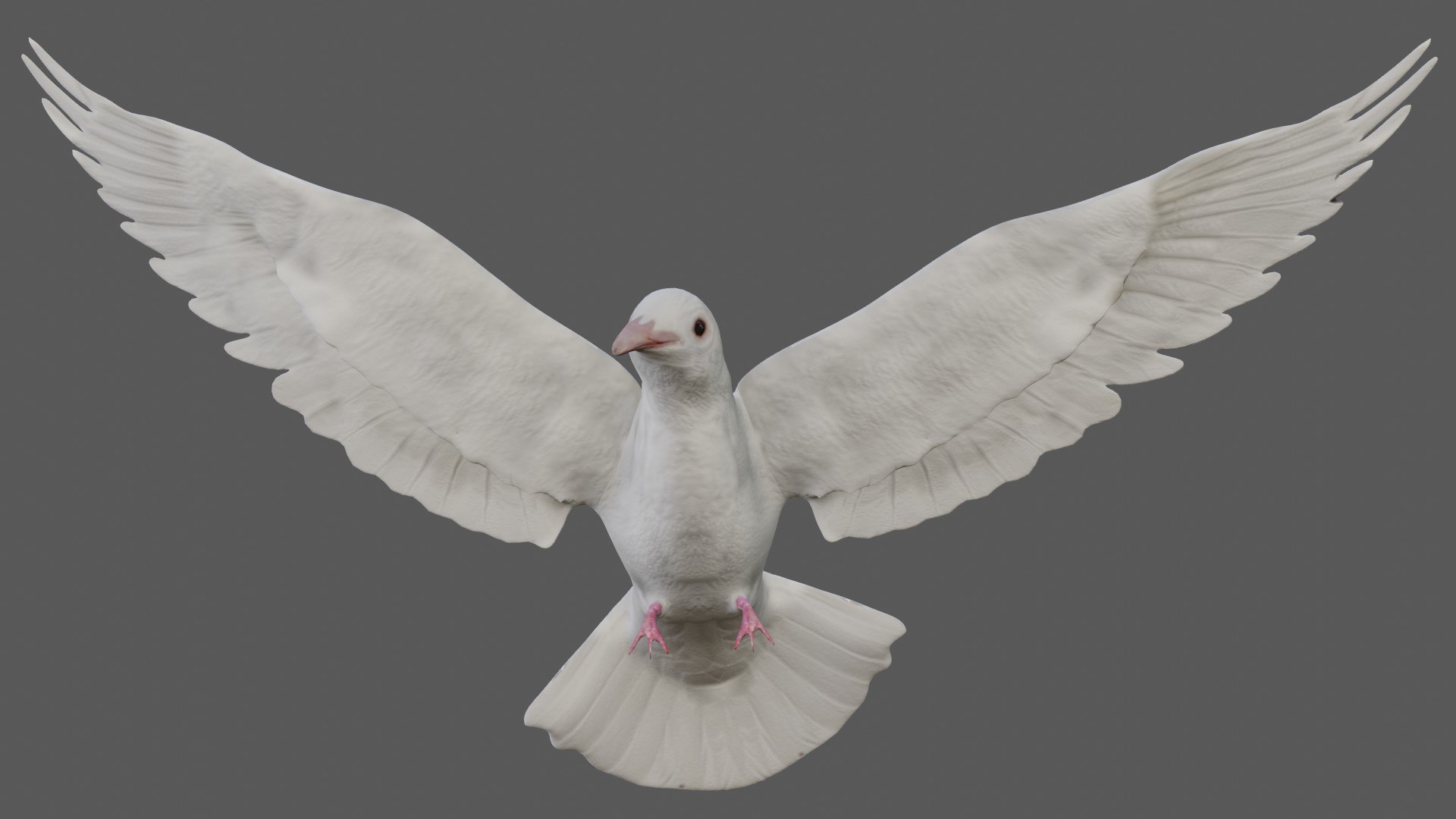 Fully Rigged low poly Dove model - TurboSquid 1751977