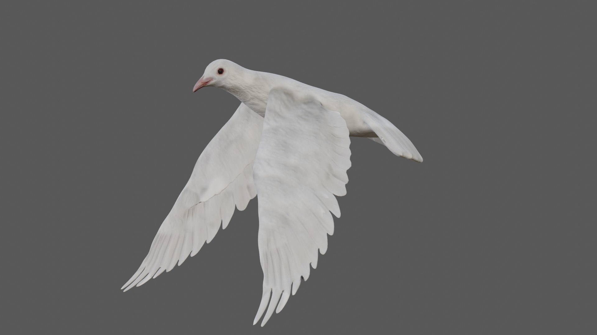 Fully Rigged low poly Dove model - TurboSquid 1751977