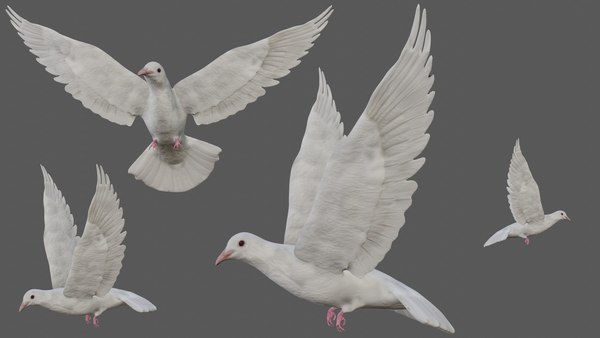 Fully Rigged low poly Dove model - TurboSquid 1751977