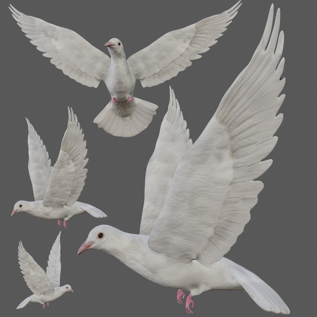 Fully Rigged low poly Dove model - TurboSquid 1751977