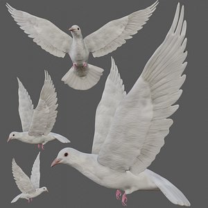 Fully rigged low poly white pigeon dove 3D model - TurboSquid 1752074