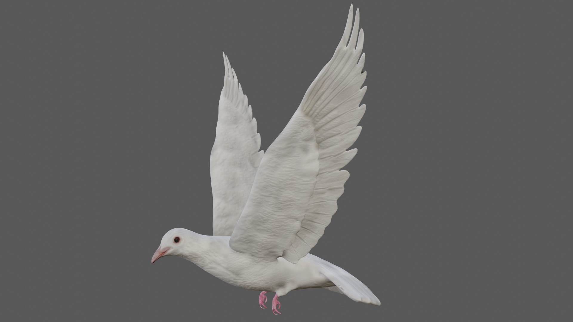 Fully Rigged low poly Dove model - TurboSquid 1751977