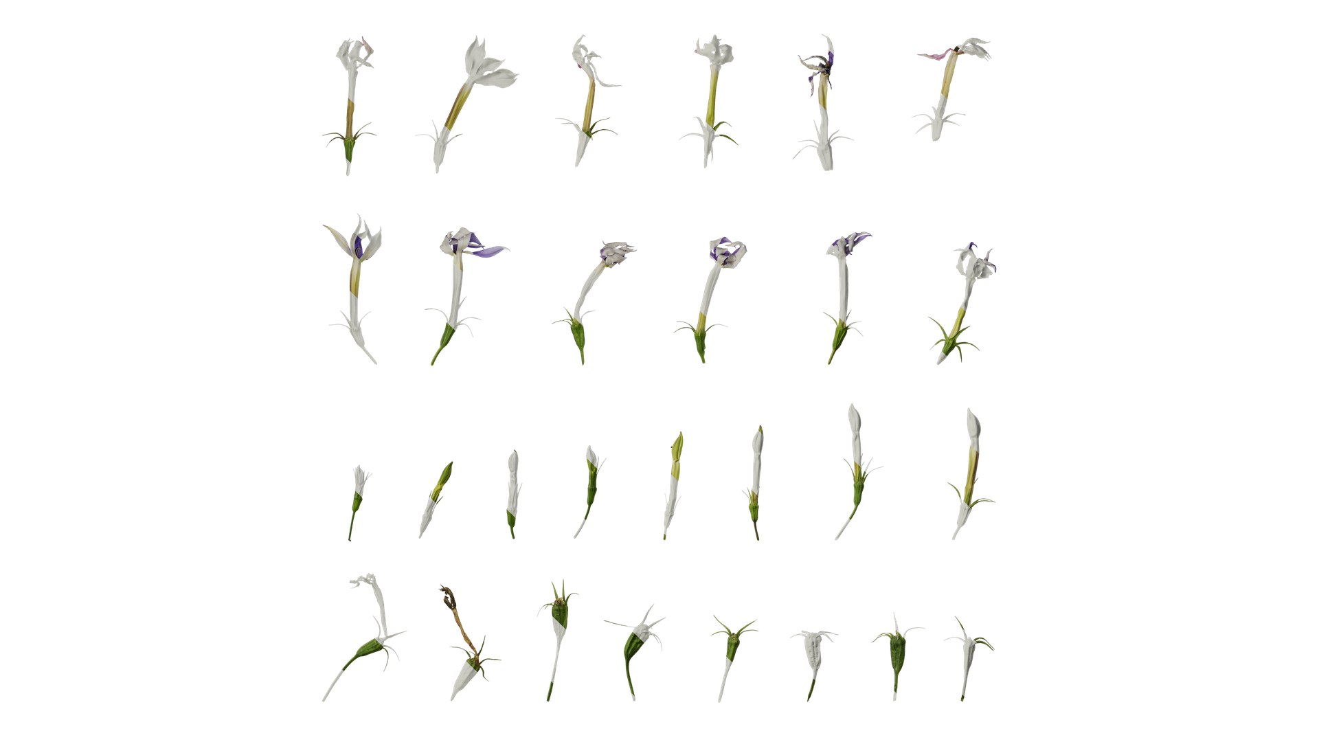 3D Model Anydrafts Lithotoma Axillaris Flower 01 Textures - TurboSquid ...