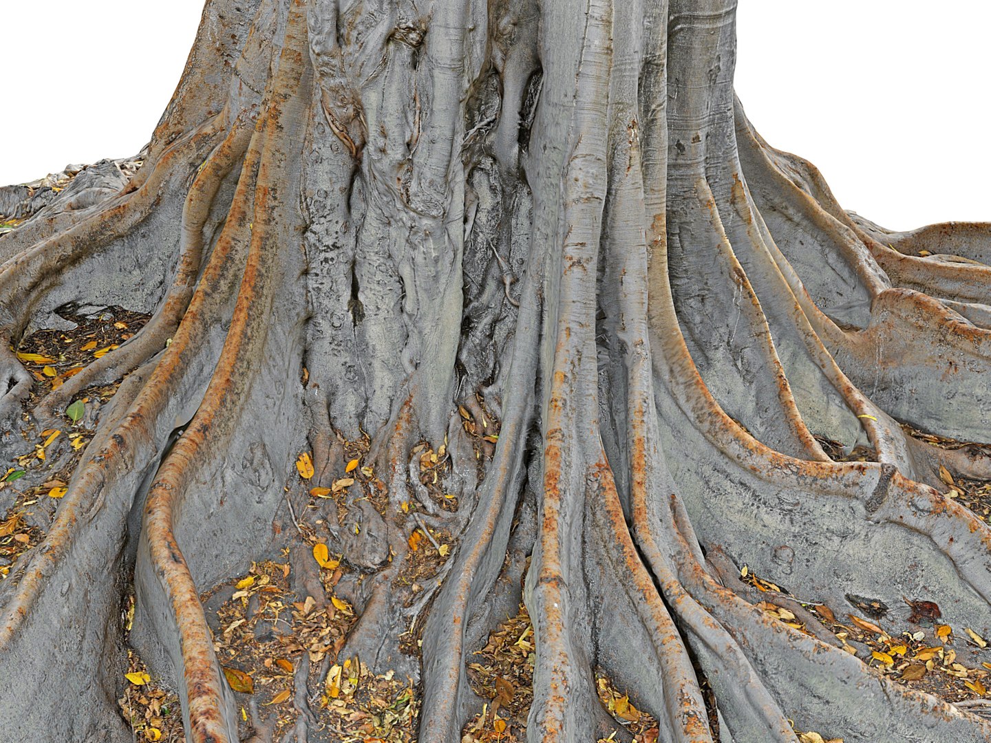 Giant Tree Jungle 3D Model - TurboSquid 1405613