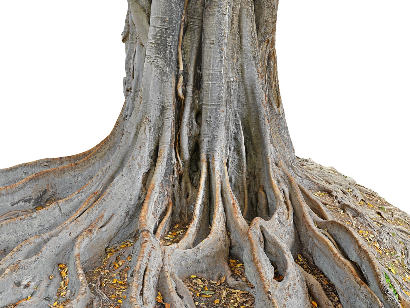 Giant Tree Jungle 3D Model - TurboSquid 1405613