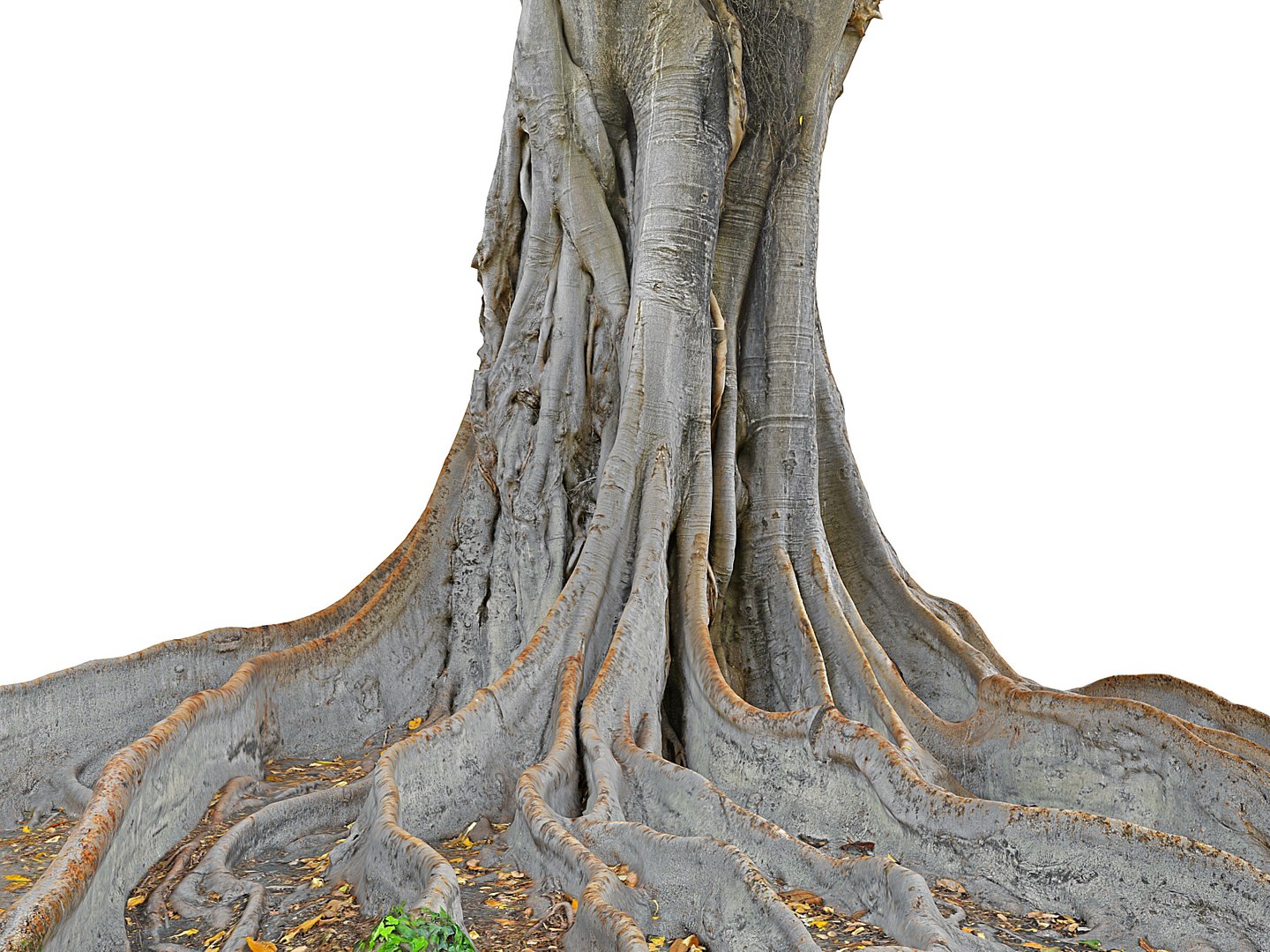 Giant Tree Jungle 3D Model - TurboSquid 1405613