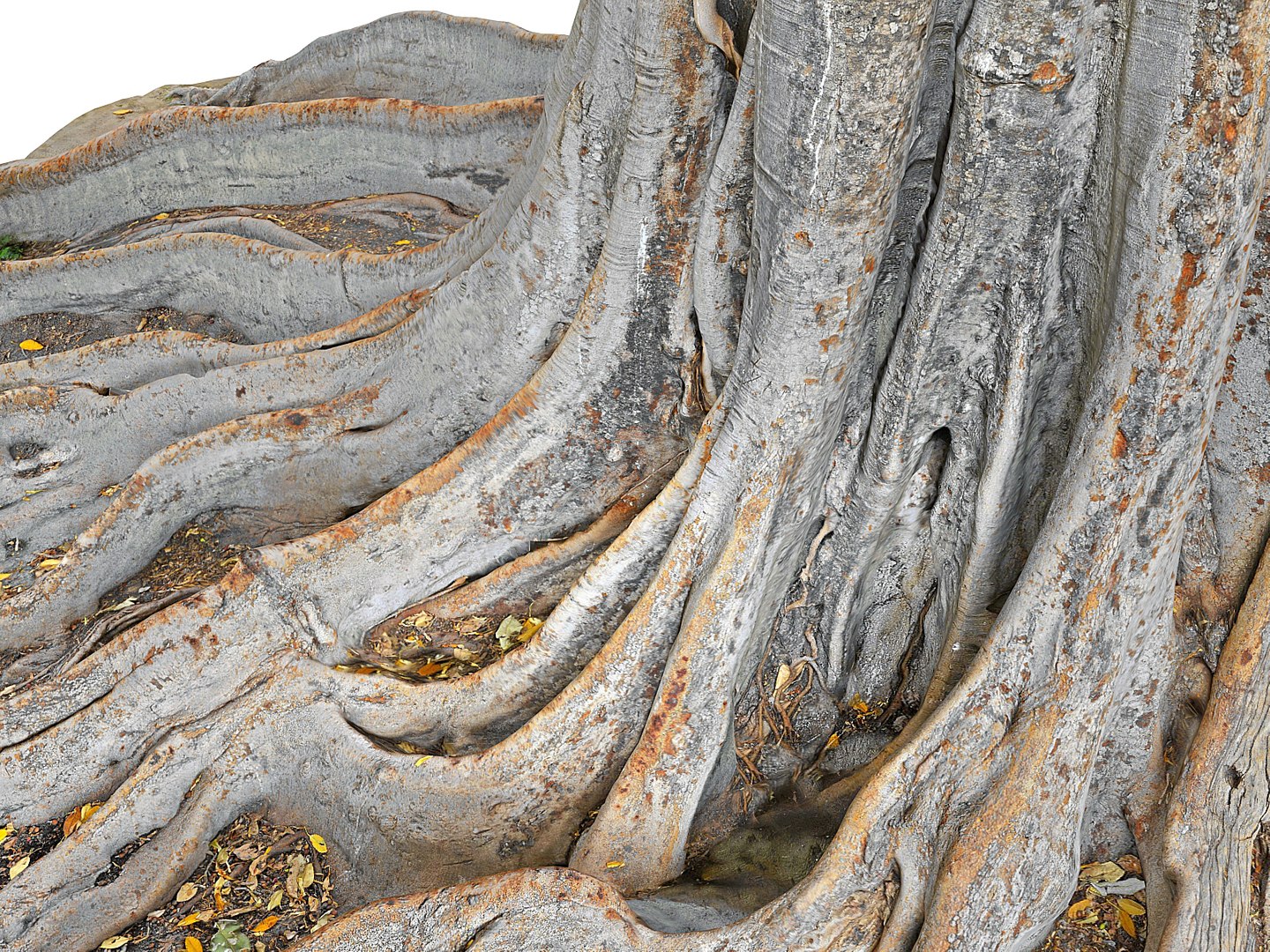 Giant Tree Jungle 3D Model - TurboSquid 1405613