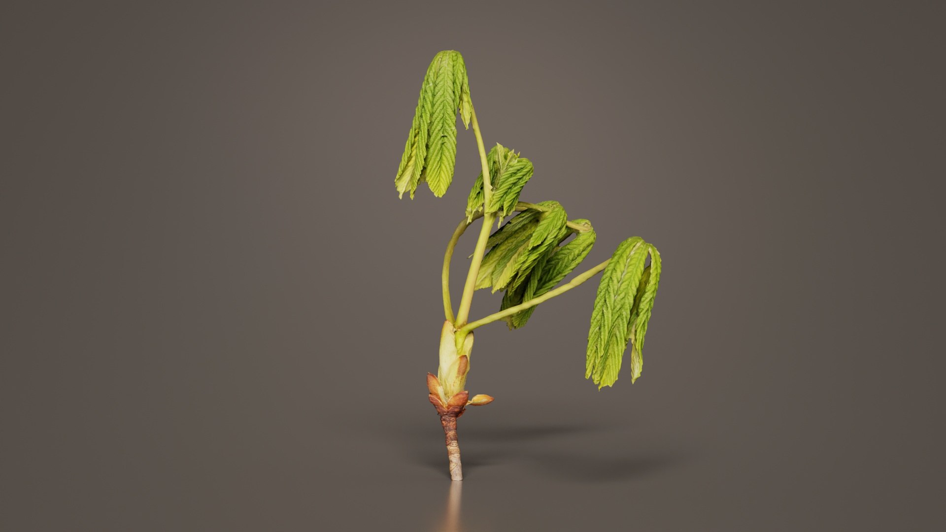 Aesculus Hippocastanum Common Horse Chestnut Sapindaceae Sprout 1 ...