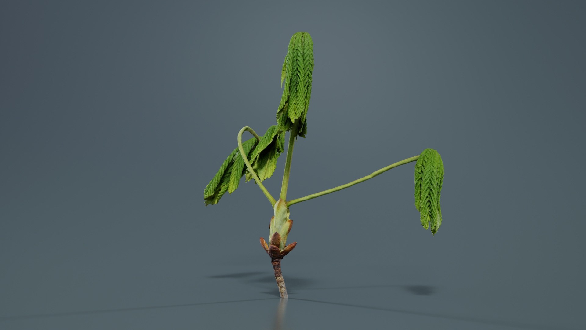 Aesculus Hippocastanum Common Horse Chestnut Sapindaceae Sprout 1 ...