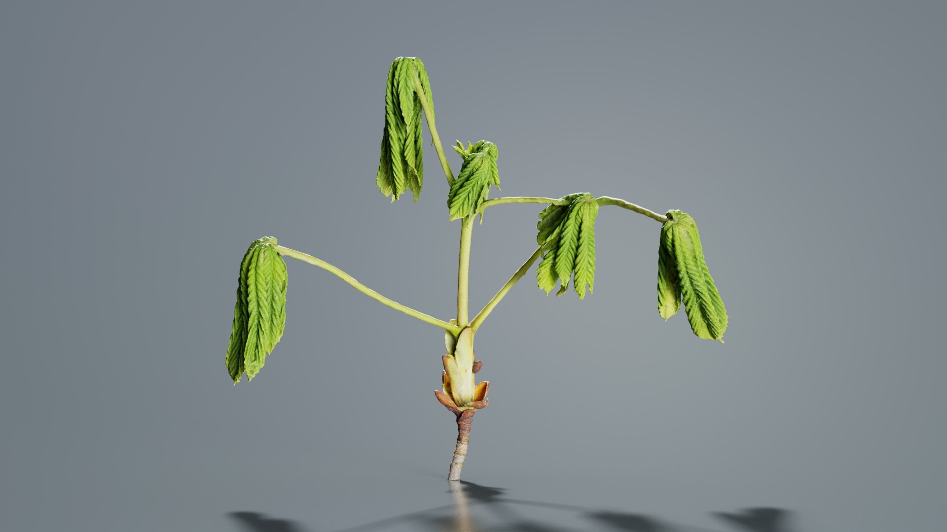 Aesculus Hippocastanum Common Horse Chestnut Sapindaceae Sprout 1 ...