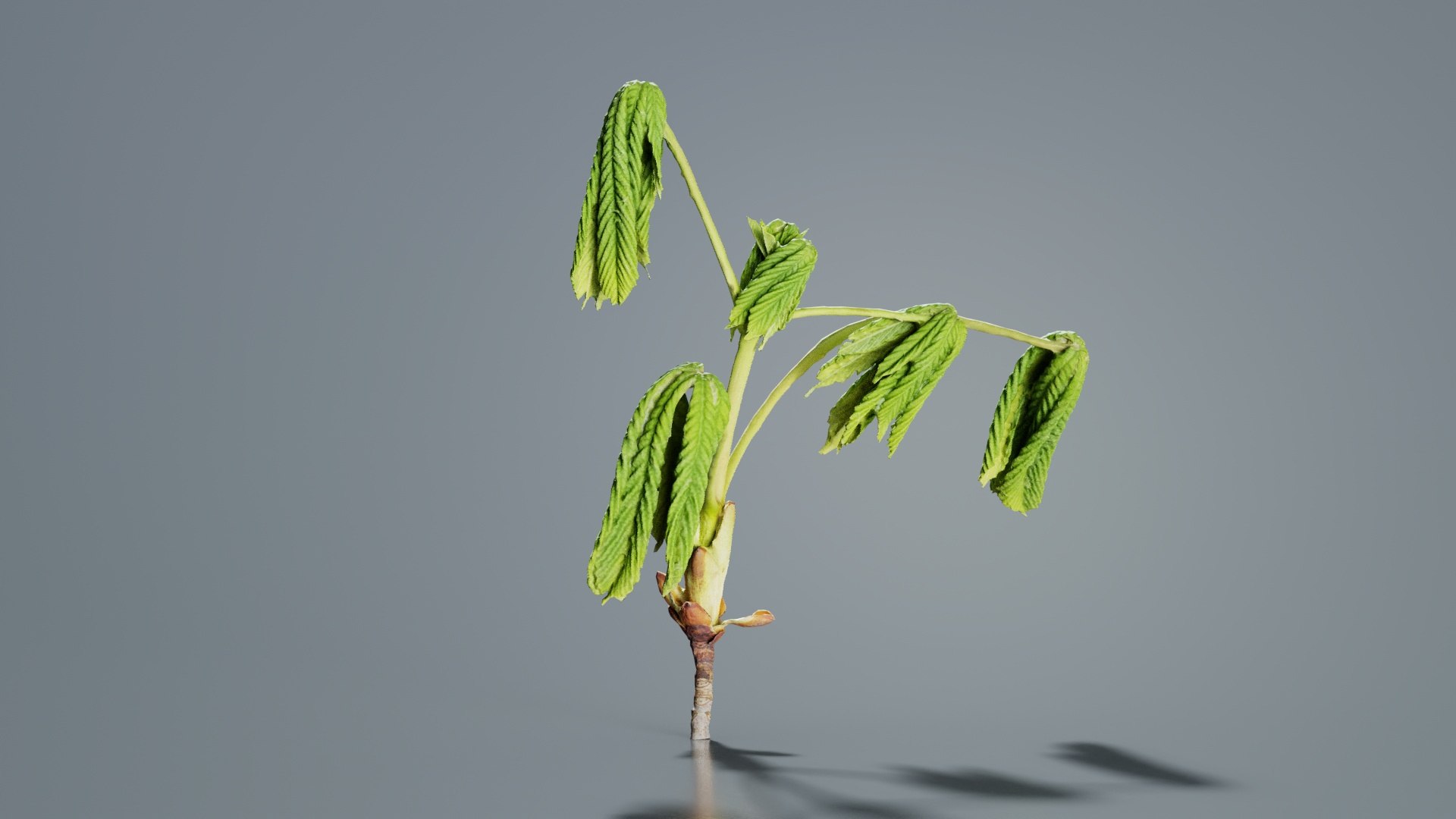 Aesculus Hippocastanum Common Horse Chestnut Sapindaceae Sprout 1 ...