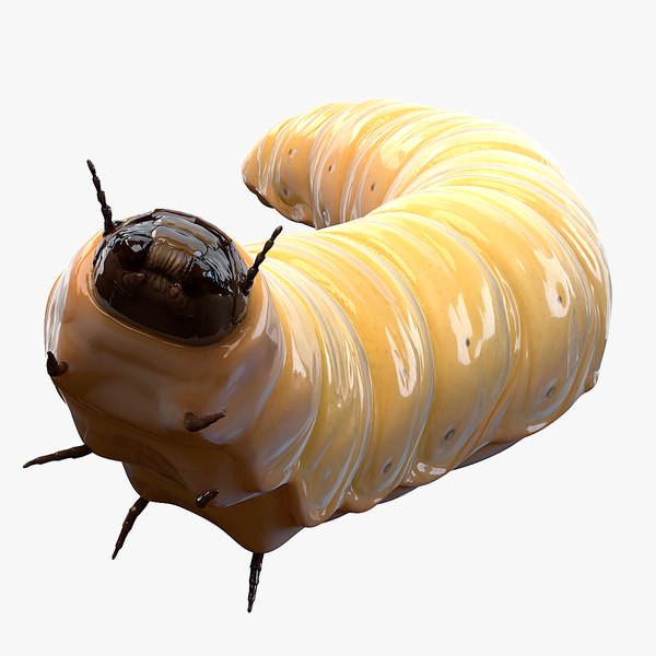 modelo 3d Maggot (Pose 2) - TurboSquid 1424617