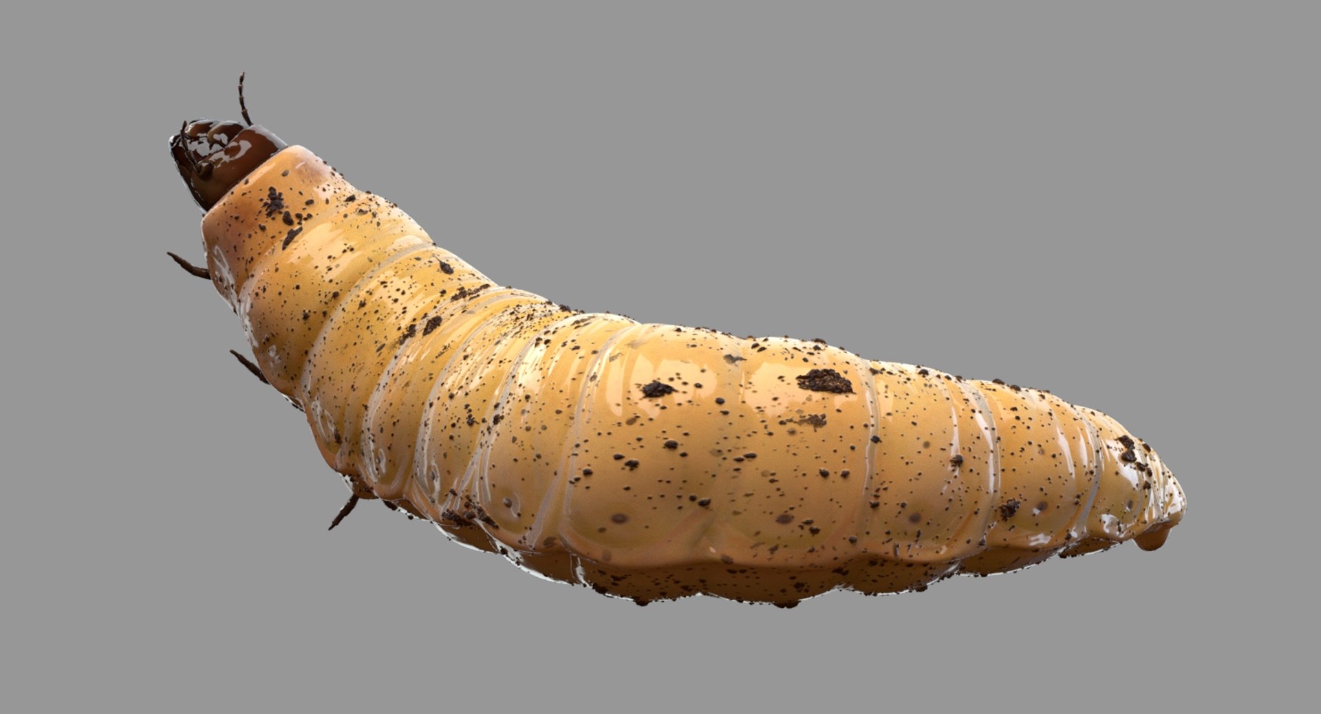 Realistic Maggot Pose 3D Model - TurboSquid 1424617