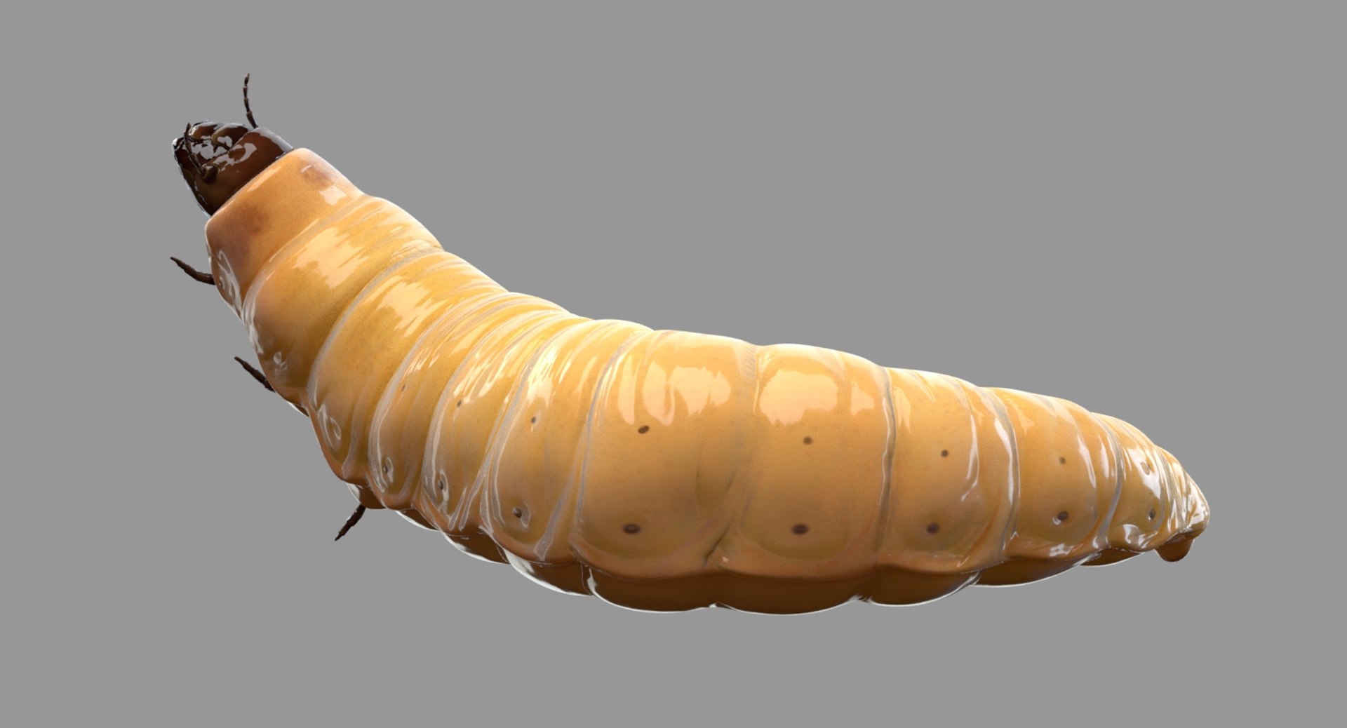 Realistic Maggot Pose 3D Model - TurboSquid 1424617
